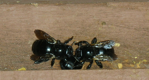 Kin Selection – Aceso Under Glass